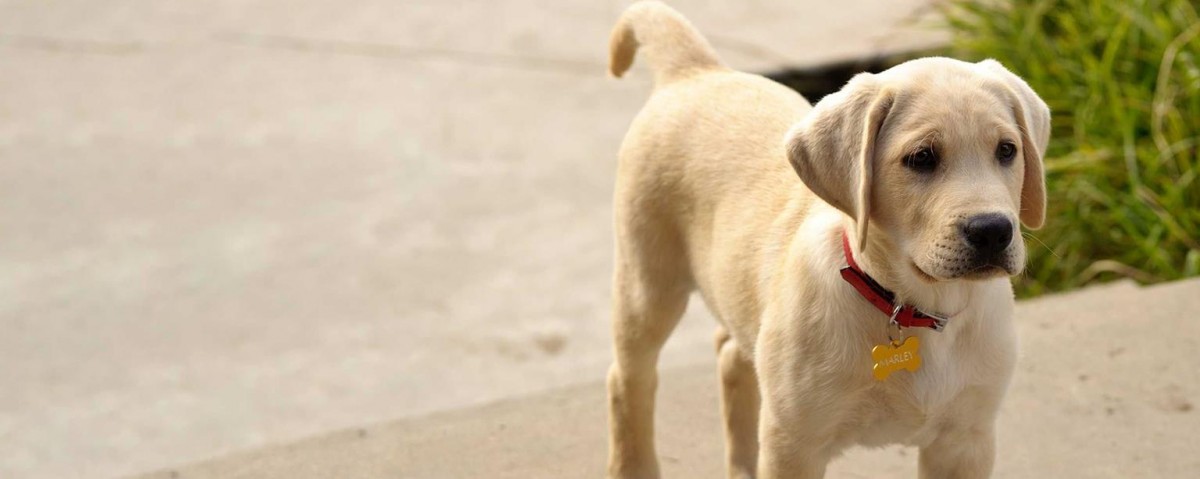 Watch Marley and Me Online | STARZPLAY