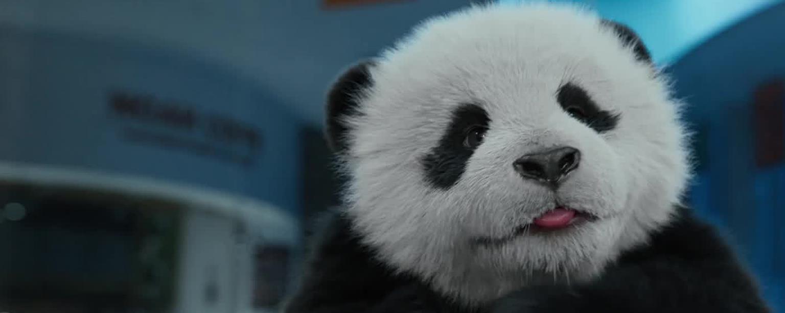 Watch Panda Plan Online | STARZPLAY